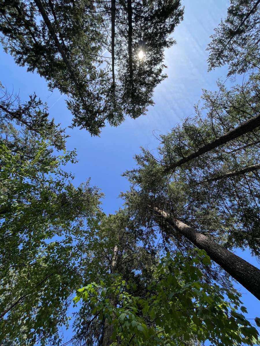 Restful Reflections – The FEELed lab