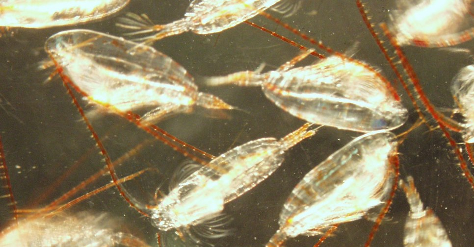 The Pods – The FEELed lab